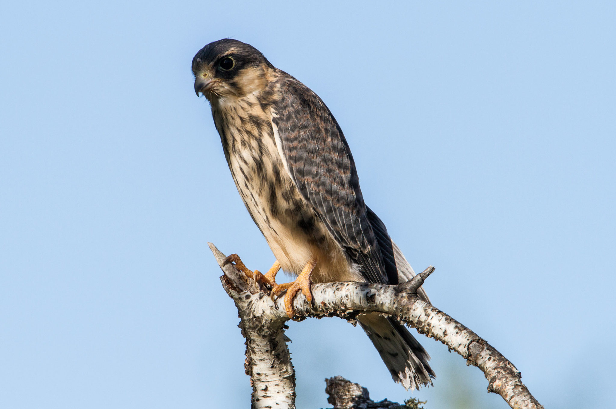 Amur Falcon nesting ecology: a case-study in land-use practices ...