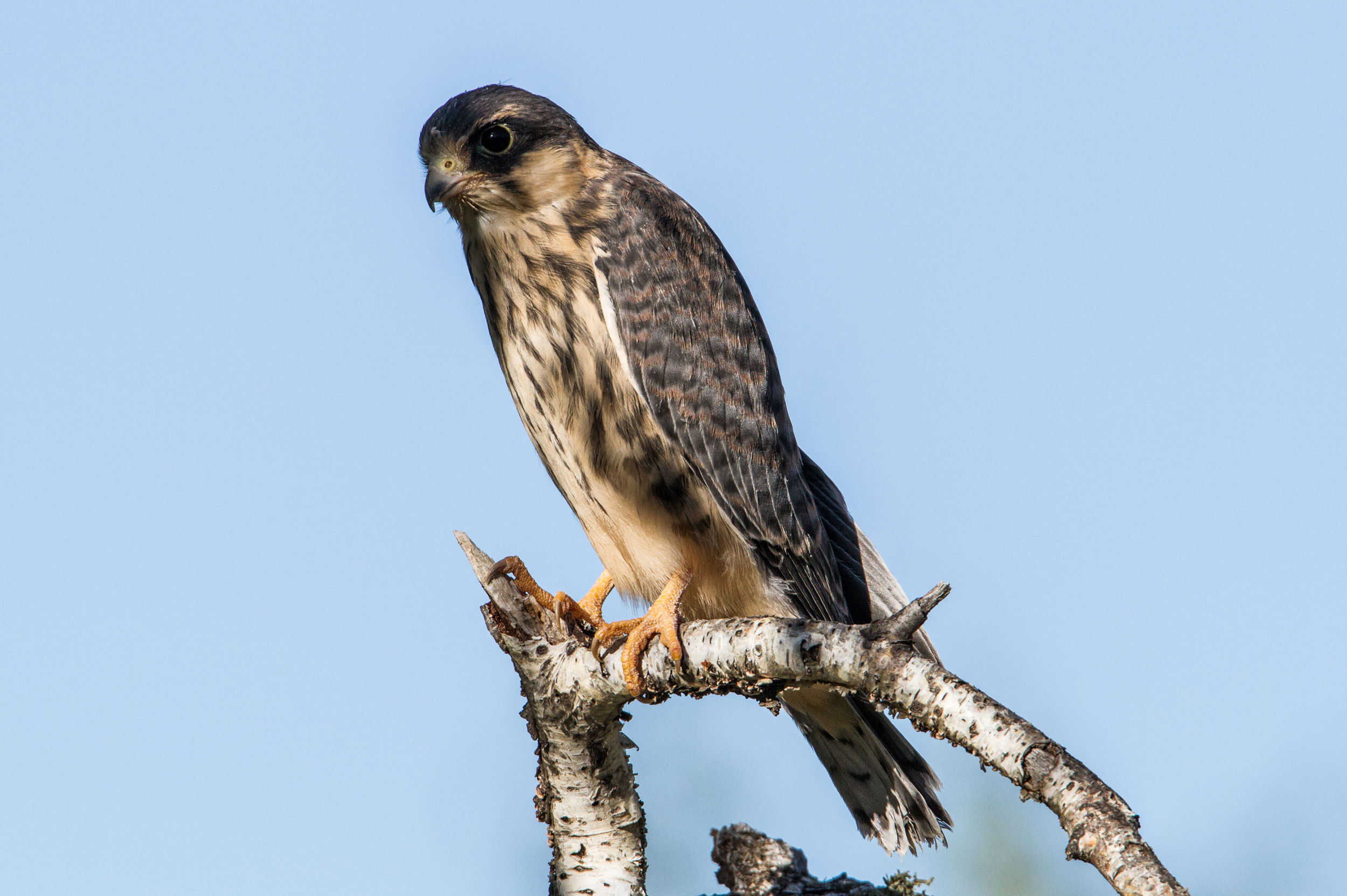 Amur Falcon nesting ecology: a case-study in land-use practices ...